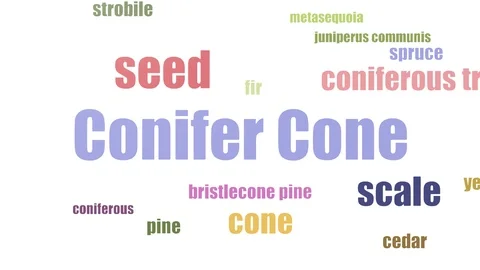 Conifer Cone Word Cloud Animated Isolate... | Stock Video | Pond5