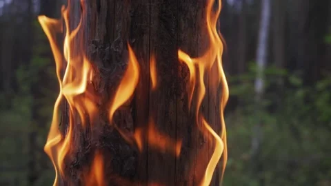 coniferous forest in fire, burning tree ... | Stock Video | Pond5
