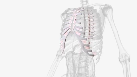 Connective tissue of rib cage | Stock Video | Pond5