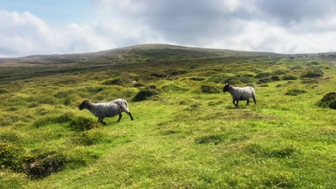 Cute Sheep Background Stock Videos – Royalty-Free HD & 4K Videos