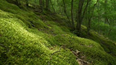 Clean Environment Stock Footage ~ Royalty Free Stock Videos | Pond5