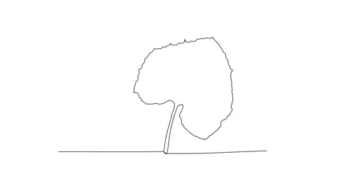 Leaf Line Drawing Stock Footage ~ Royalty Free Stock Videos | Pond5