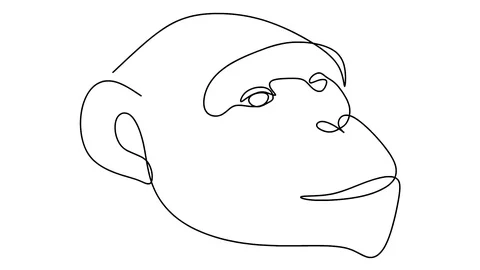 continuous line drawing. Monkey line art... | Stock Video | Pond5