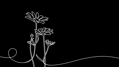 Daisy Flowers Drawing Stock Videos – Royalty-Free HD & 4K Videos | Pond5