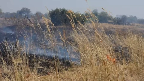 Controlled bush fire in savannah landsca... | Stock Video | Pond5