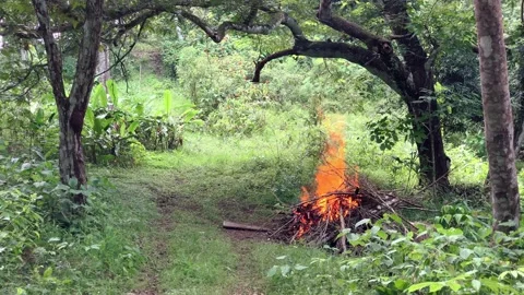 Controlled fire burning in a forest in t... | Stock Video | Pond5