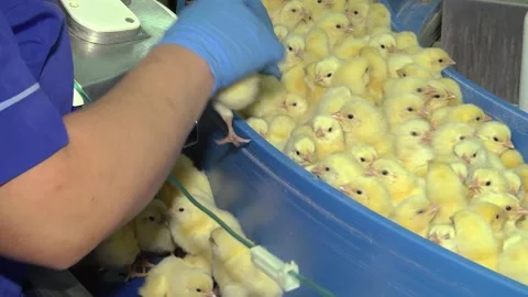 Conveyor line of agro-industrial hatcher... | Stock Video | Pond5