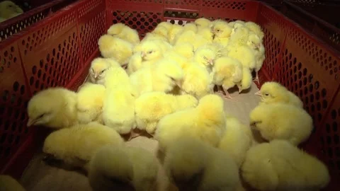 Conveyor line of agro-industrial hatcher... | Stock Video | Pond5