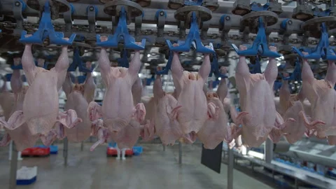 Conveyor Poultry Processing modern Plant... | Stock Video | Pond5