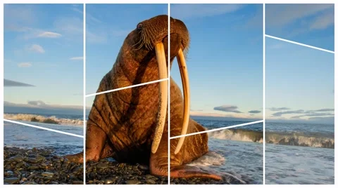 After Effects Template: Cool Split Slideshow #49193209