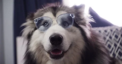 Funny Block Video Stock Videos – Royalty-Free HD & 4K Videos | Pond5