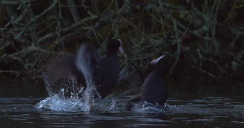 Fight Kick Stock Videos – Royalty-Free HD & 4K Videos | Pond5