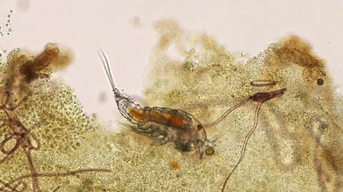 copepod eating under the microscope in a... | Stock Video | Pond5