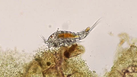 Copepod Stock Videos – Royalty-Free HD & 4K Videos | Pond5