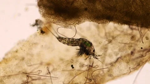 Copepod Stock Videos – Royalty-Free HD & 4K Videos | Pond5