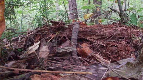 copperhead snake back view crawl over lo... | Stock Video | Pond5