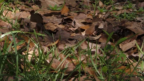 Copperhead Snake, hidden in leaves of fo... | Stock Video | Pond5