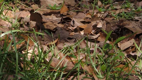 Copperhead Snake, hidden in leaves of fo... | Stock Video | Pond5