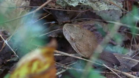 copperhead snake side view facing left | Stock Video | Pond5