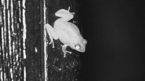 Breeding A Mature Stock Videos – Royalty-Free HD & 4K Videos | Page 3