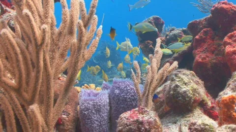 Short The Swimming Stock Videos – Royalty-Free HD & 4K Videos | Pond5