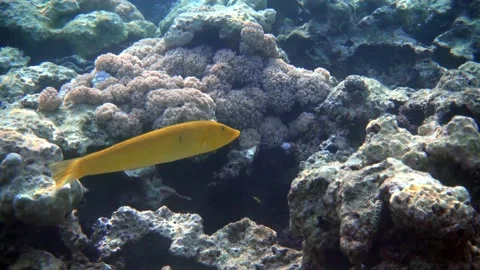 Coral fish Cigar wrasse in Red sea ,4K v... | Stock Video | Pond5