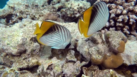 Coral Video Stock Videos – Royalty-Free HD & 4K Videos | Pond5