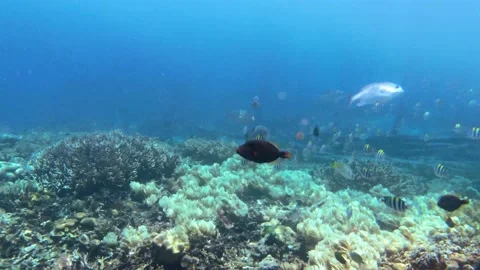 Coral Garden With Tropical Fish In Kri I... | Stock Video | Pond5
