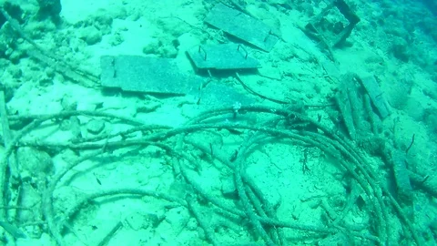 Caribbean Marine Life Stock Videos – Royalty-Free HD & 4K Videos | Page 3