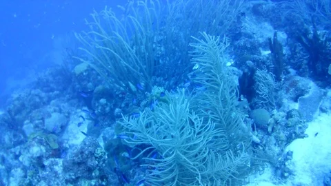 Caribbean Marine Life Stock Videos – Royalty-Free HD & 4K Videos | Page 3