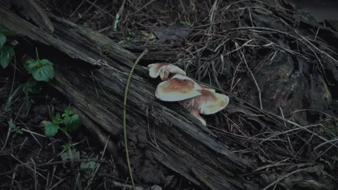 Coral Pink Wood Crust Fungus, Tree Trunk... | Stock Video | Pond5