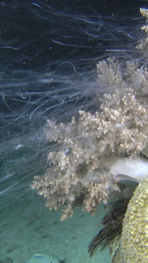 Coral Polyps Stock Video Footage | Royalty Free Coral Polyps Videos | Pond5