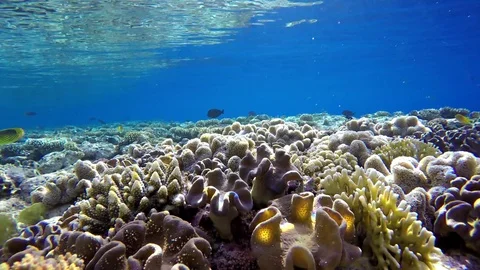 Beautiful Life Stock Videos – Royalty-Free HD & 4K Videos | Page 3