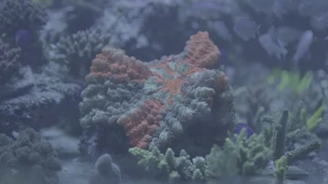 A coral reef in an aquarium. 4K. Log | Stock Video | Pond5