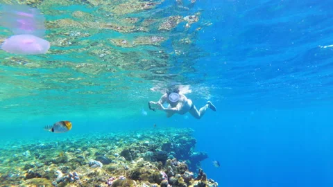 Coral Reef with Colorful Fish Floating i... | Stock Video | Pond5