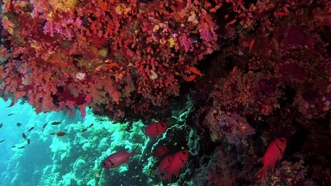 Coral reef, different types of tropical ... | Stock Video | Pond5