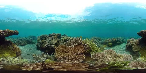 Coral reef with fish underwater. Virtual... | Stock Video | Pond5