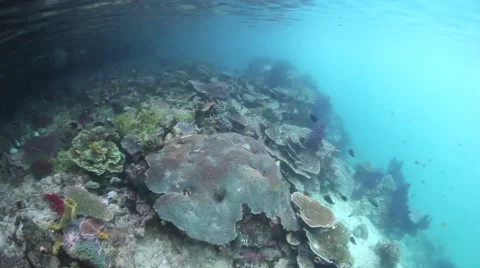 Coral Reef Growing on Edge of Channel in... | Stock Video | Pond5