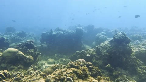 Looping Fish Stock Video Footage | Royalty Free Looping Fish Videos | Pond5