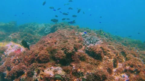 coral reef with seaweed grass kelp algae... | Stock Video | Pond5
