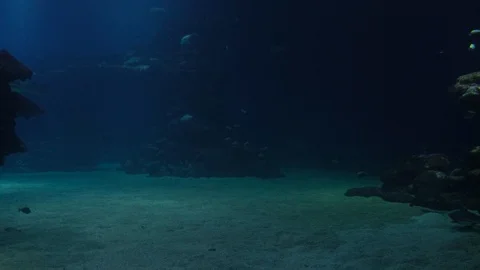 Coral reef sharks. Red sea. 4k | Stock Video | Pond5