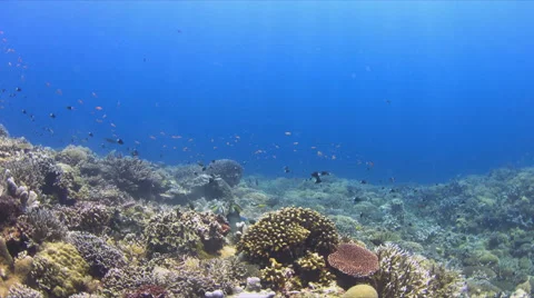 Coral reef with a Titan Triggerfish. 4k | Stock Video | Pond5