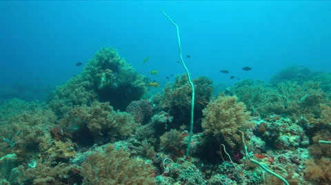 Coral reef with a Titan Triggerfish. 4k | Stock Video | Pond5