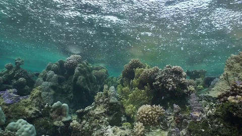 Coral reef underwater rain falling water... | Stock Video | Pond5