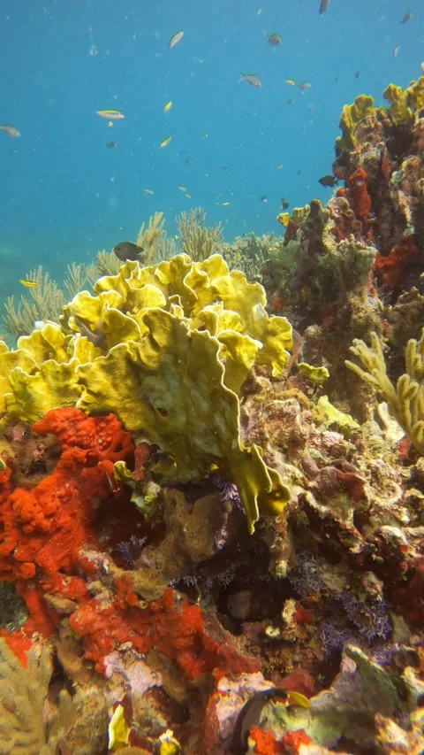 Coral reef vertical footage | Stock Video | Pond5