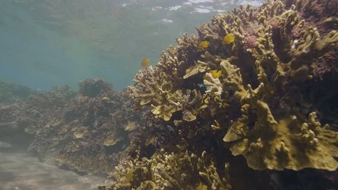 Coral reefs with small yellow fish under... | Stock Video | Pond5