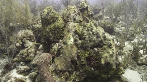 Corals form massive clumps on the ocean ... | Stock Video | Pond5