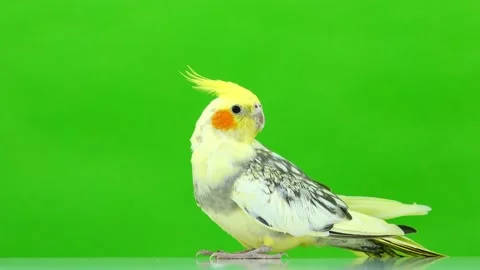 Corella parrot isolated on green screen | Stock Video | Pond5
