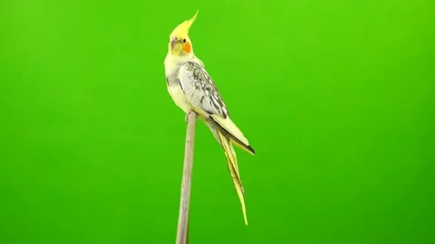 Corella parrot isolated on green screen | Stock Video | Pond5