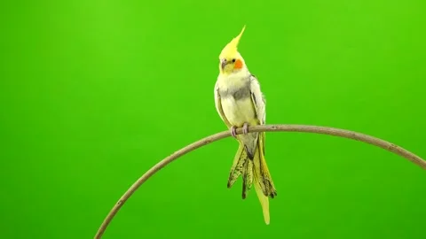 Corella parrot isolated on green screen | Stock Video | Pond5